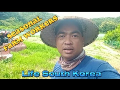 Seasonal Farm Workers Life in South Korea - YouTube