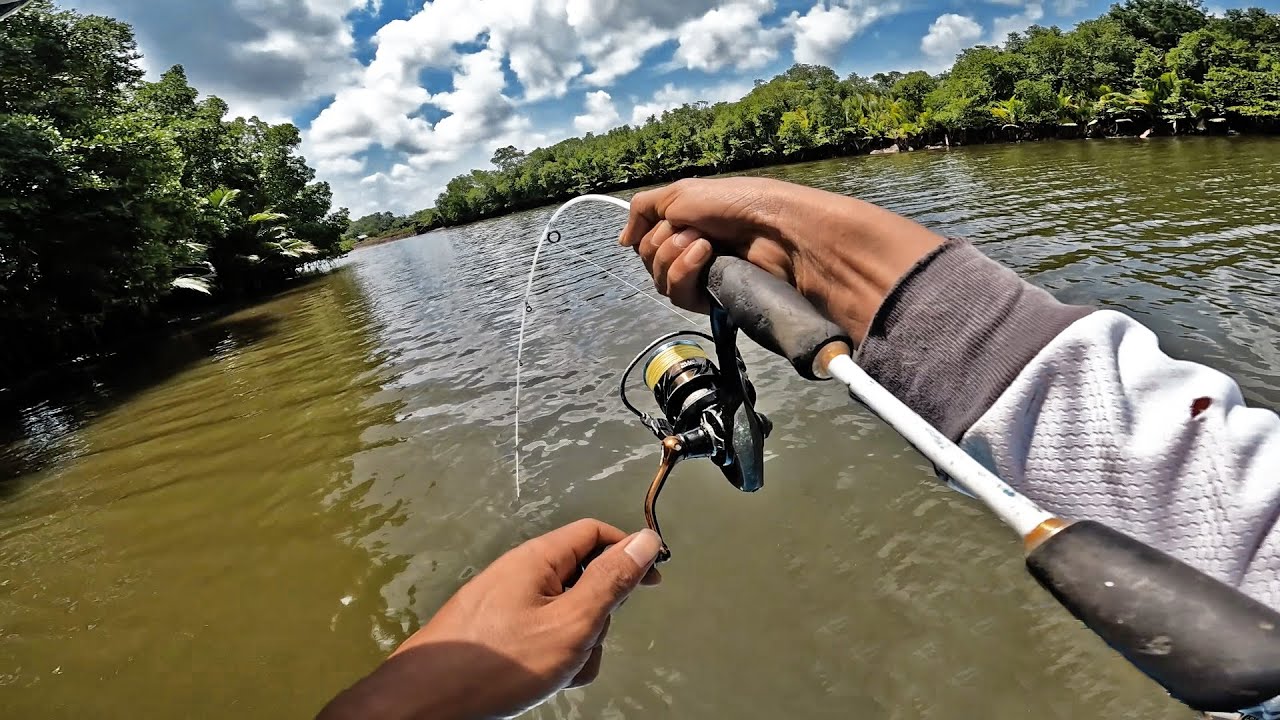Ikan Gede Makan Umpan udang hidup - YouTube