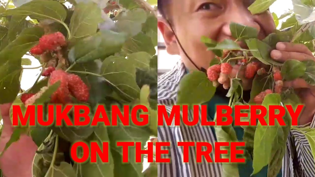 MUKBANG MULBERRY ON THE TREE|SOUND BIRD - YouTube