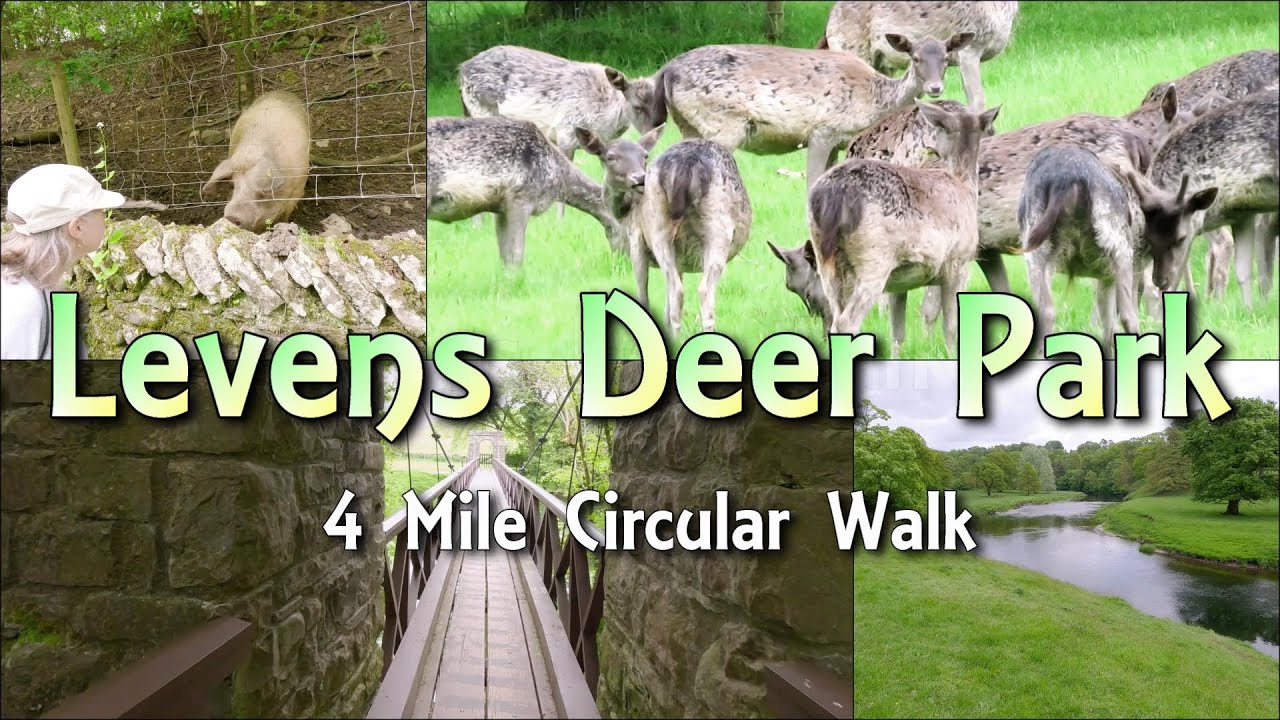 Levens Deer Park & Park Wood Suspension Bridge 4 Mile Circular Walk ...