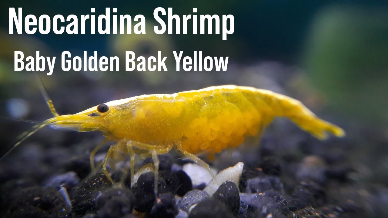 Baby Neocaridina Golden Back Yellow Shrimp - YouTube