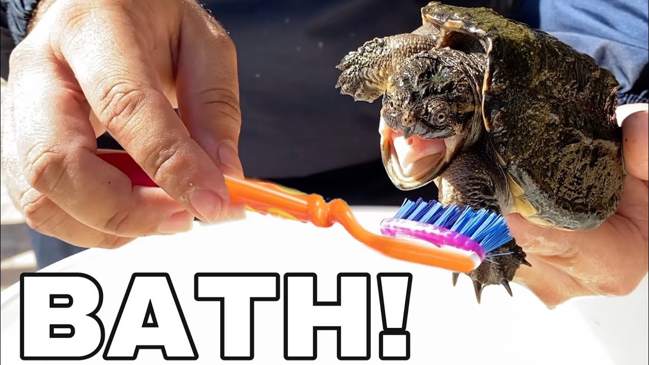 Bath Time for GODZILLA SNAPPING TURTLE! *What Could Go Wrong?* - YouTube