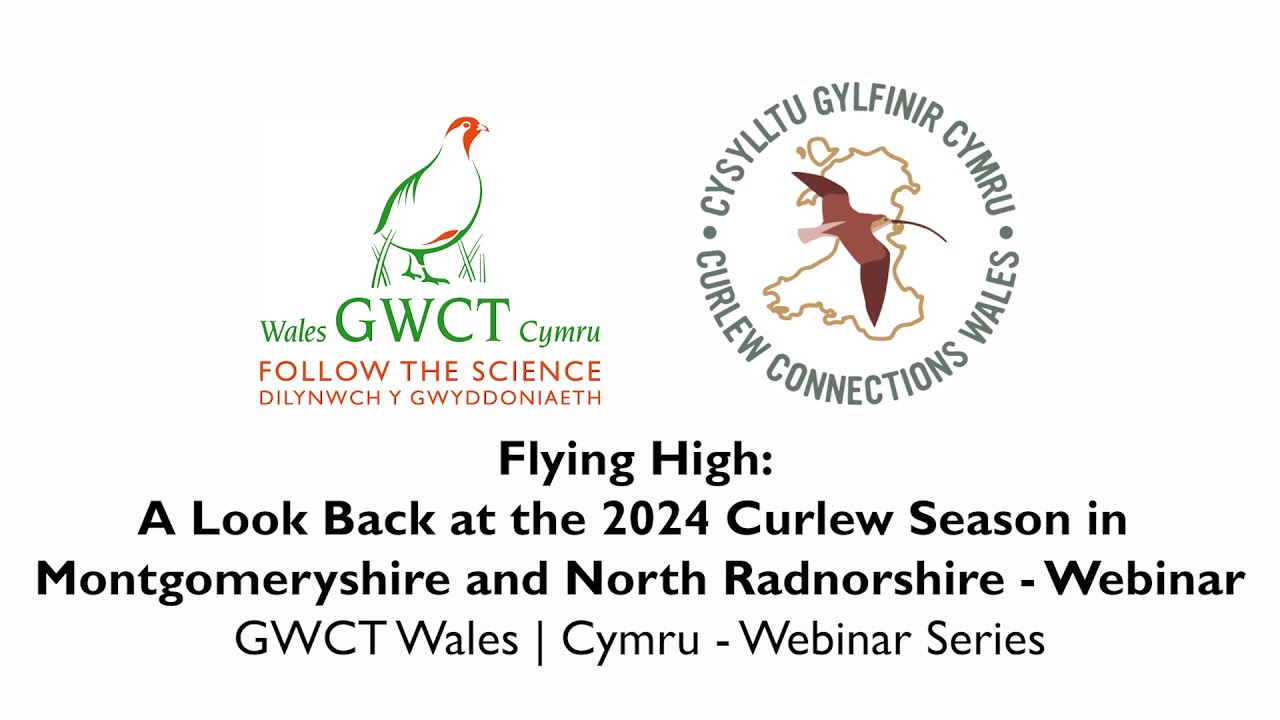Flying High: A Look Back at the 2024 Curlew Season in Montgomeryshire ...