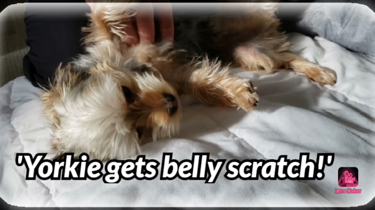 Yorkie belly scratch! (Willie the Canadian Yorkie) - YouTube