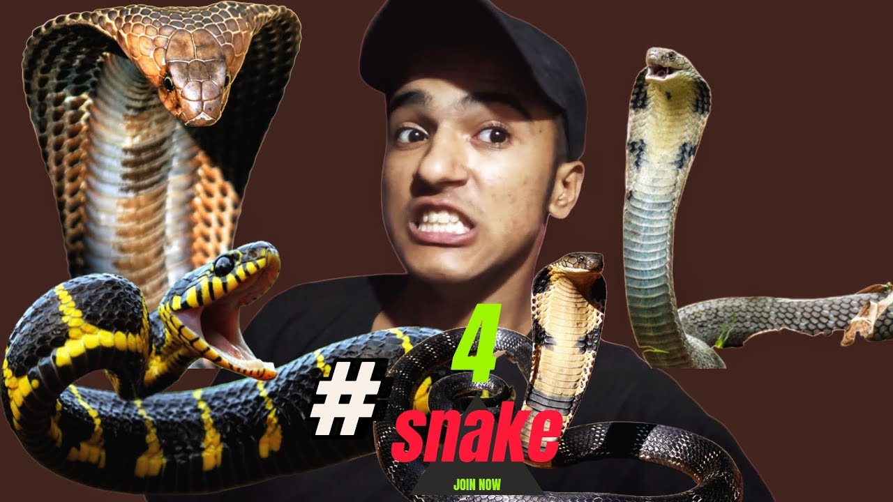 snake location (Mr Rks) - YouTube