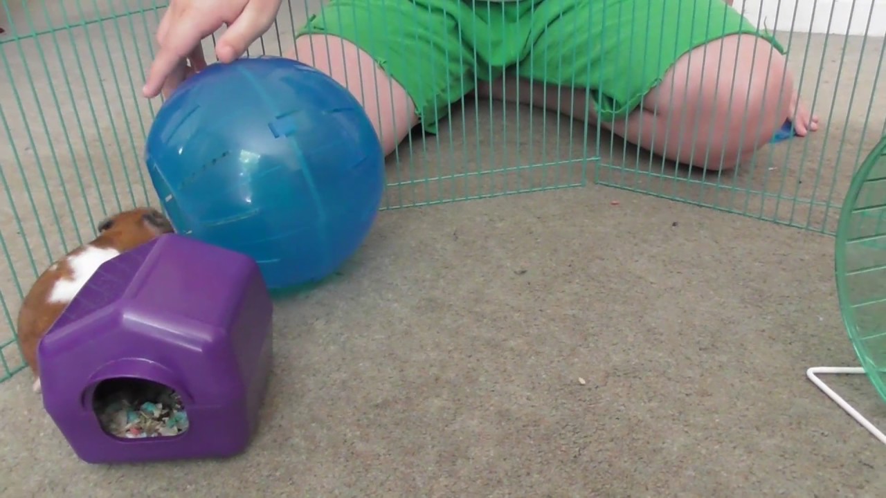 Ash the Hamster - YouTube