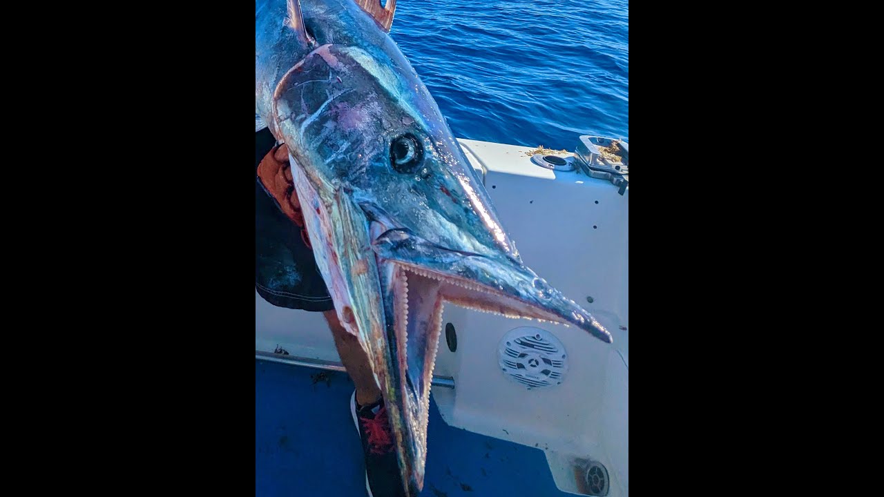 How to Catch Wahoo-A Secret Wahoo Fishing Tip Revealed #florida# ...