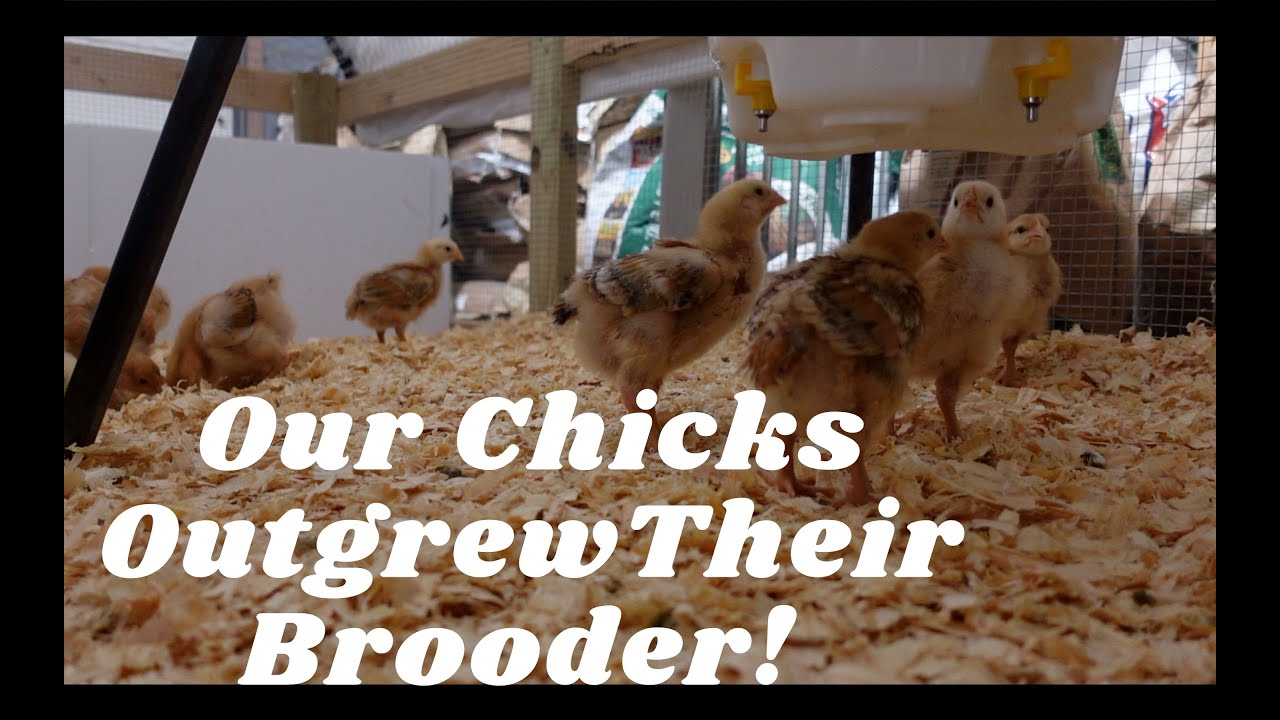 Our 3 week old chicks outgrew their brooder! - YouTube