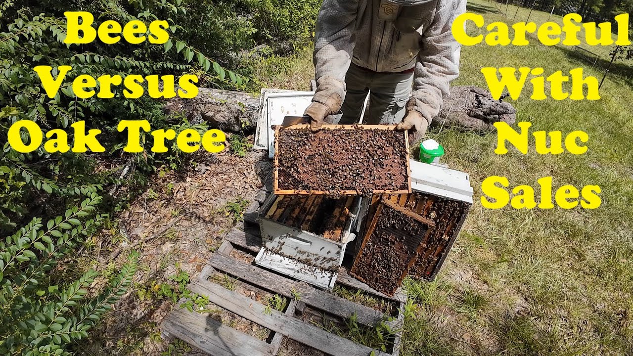 Honeybees That Were Crushed | Surprises in Three Hives - YouTube