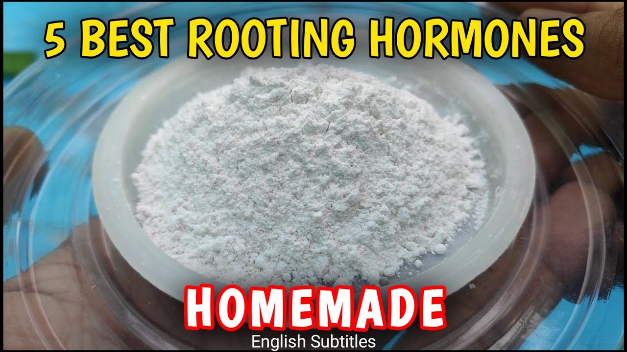 How To Make Powerful Rooting Hormone At Home Easy IN HINDI How To Use Root Hormone Powder How To Make Powerful Rooting Hormone At Home Easy IN HINDI How To Use Root Hormone Powder