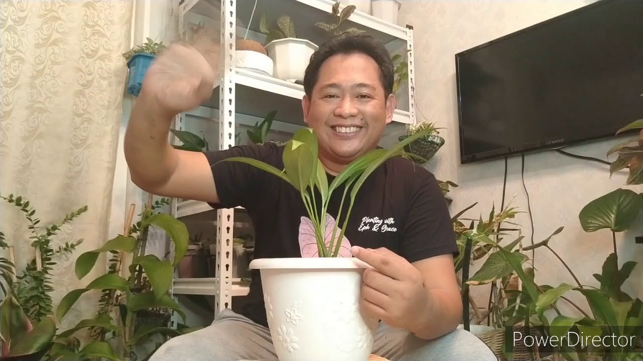 Root climber: Epipremnum falcifolium - YouTube