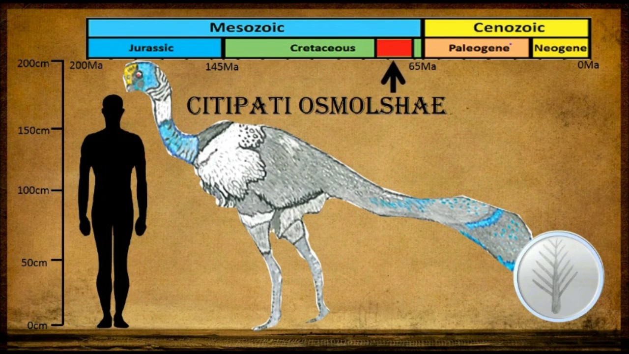 Evolution of the Feather: from Dinosaurs to Birds - YouTube