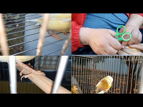 After the cage fell. The bird's leg was broken,I tried to fix it ...