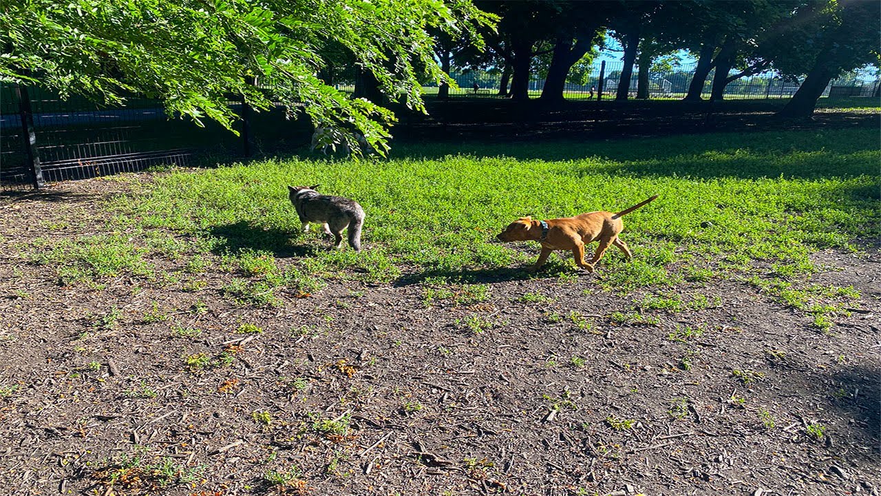 Horner Park Dog Park Nearing Completion - YouTube