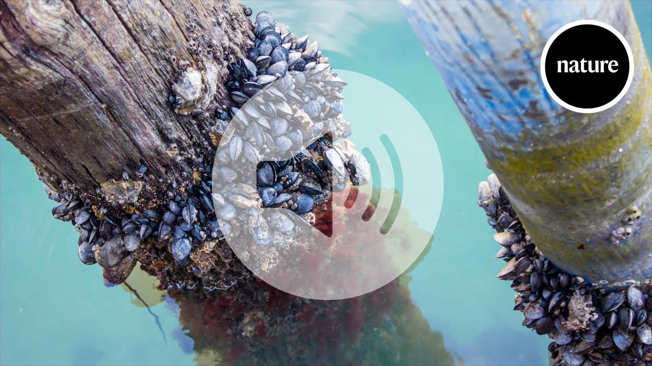 A mussel-inspired glue for more sustainable sticking - YouTube