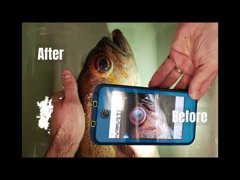Treating gas in rockfish using a hyperbaric chamber - YouTube