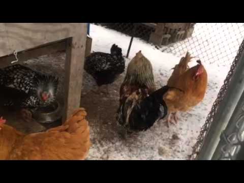 Easter Egger Rooster crowing - YouTube