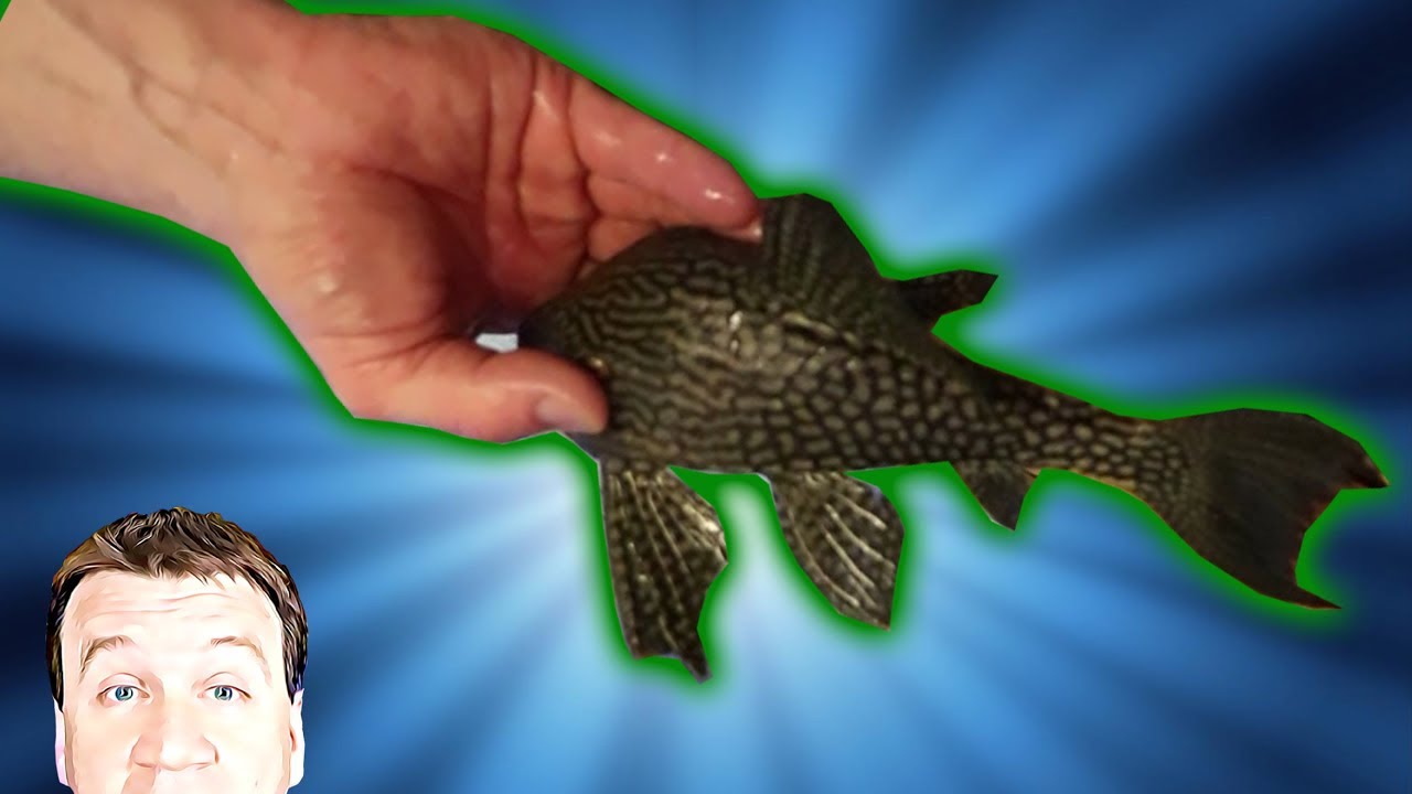 Fish Store South American Tropical Fish Un-Boxing 6 Huge Boxes! - YouTube