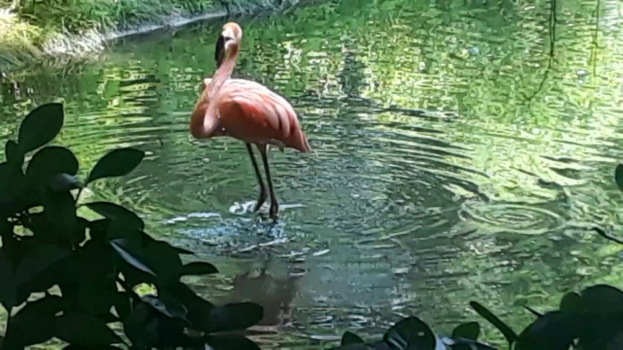 Flapping Flamingo - YouTube