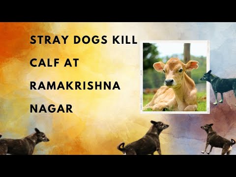 Stray dogs kill calf at Ramakrishna Nagar #Calf #Dogs - YouTube