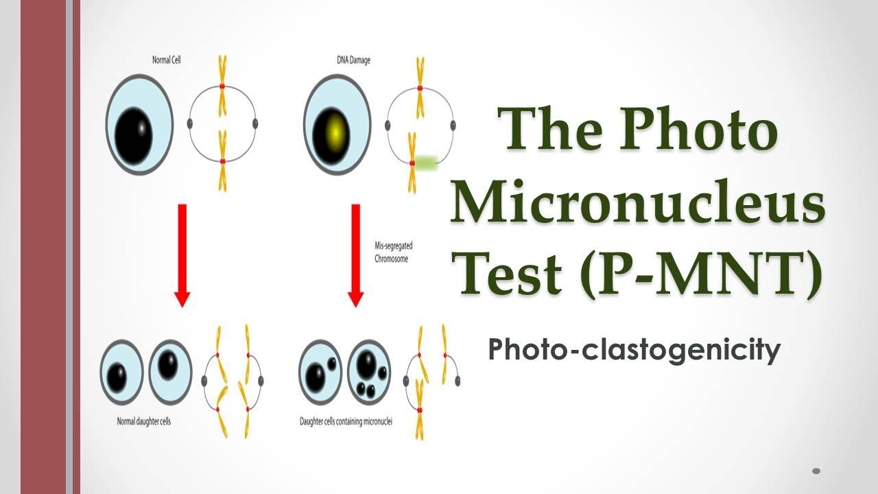 The Photo Micronucleus Test (P-MNT) / Photo-clastogenicity - YouTube