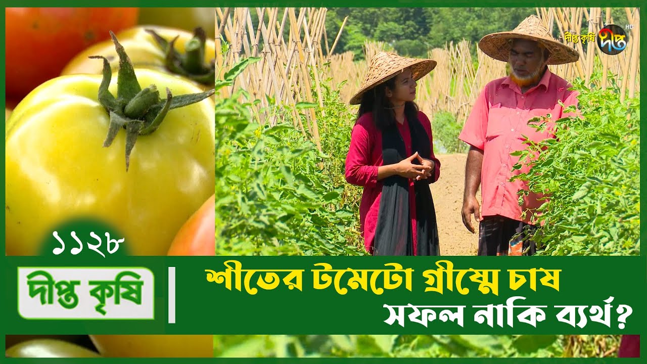 Deepto Krishi/দীপ্ত কৃষি- শীতের টমেটো গ্রীষ্মে চাষ! সফল নাকি ব্যর্থ ...