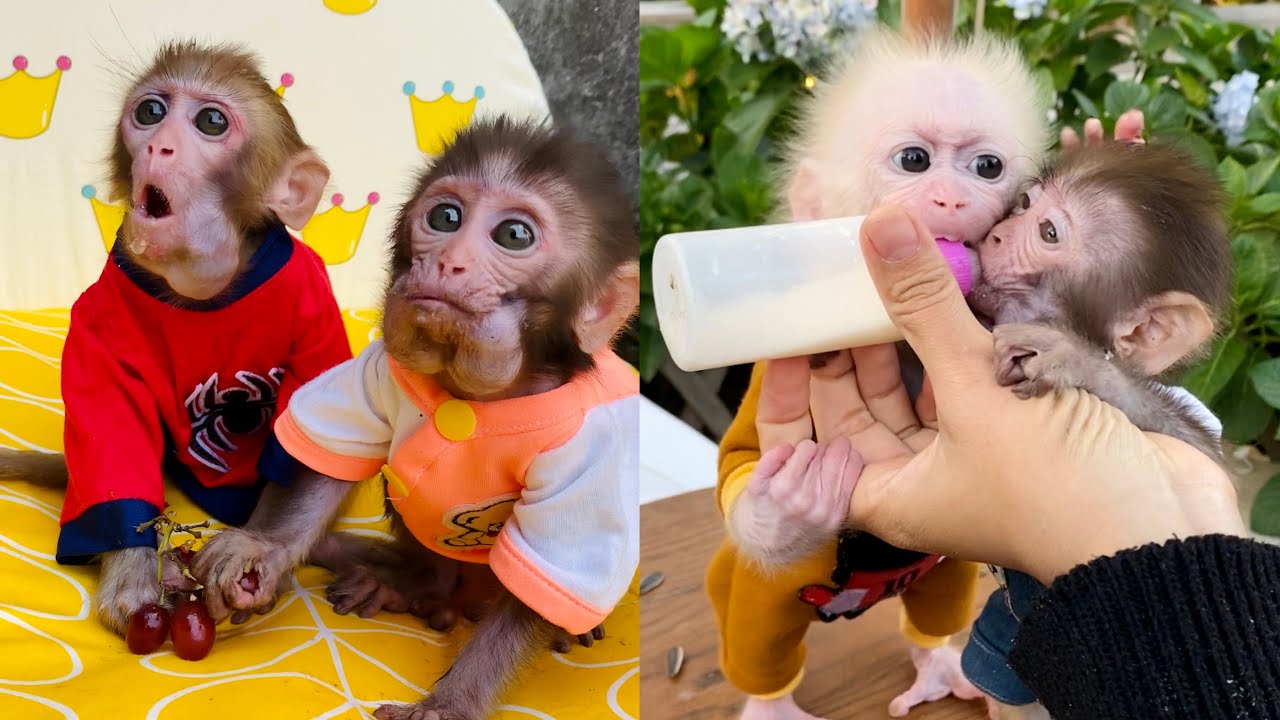 Lovely moments of Pika monkeys and other animals. P43 - YouTube