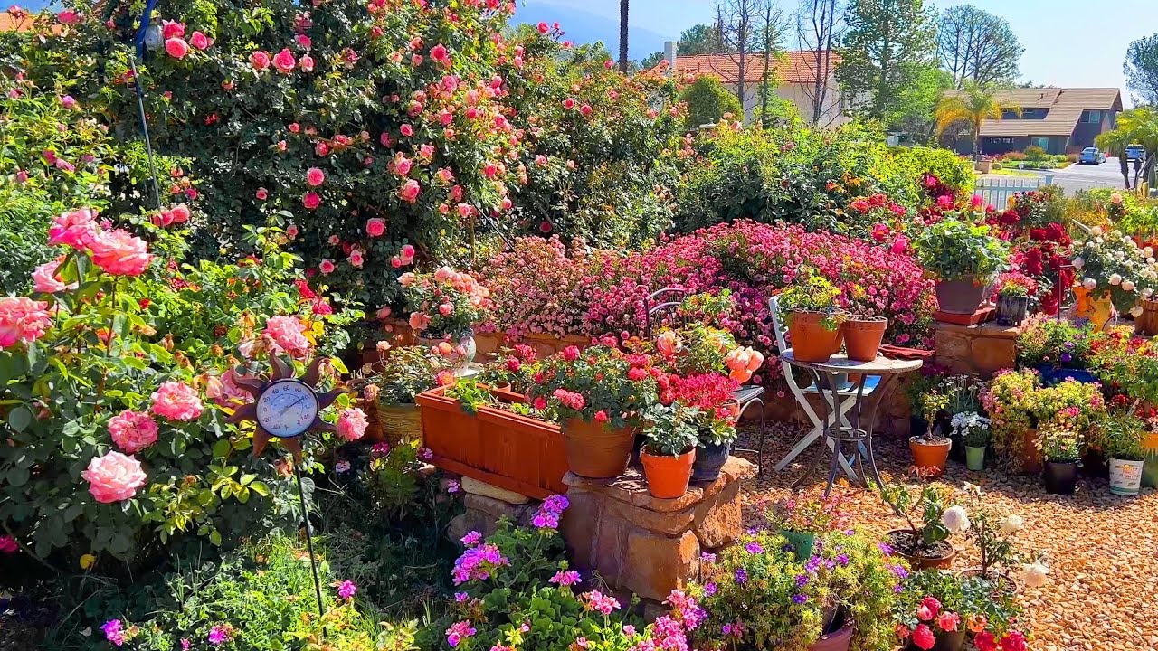 Rose Garden令人惊叹的玫瑰园！4月27日当天镜头且不重复！园艺篇401 - YouTube