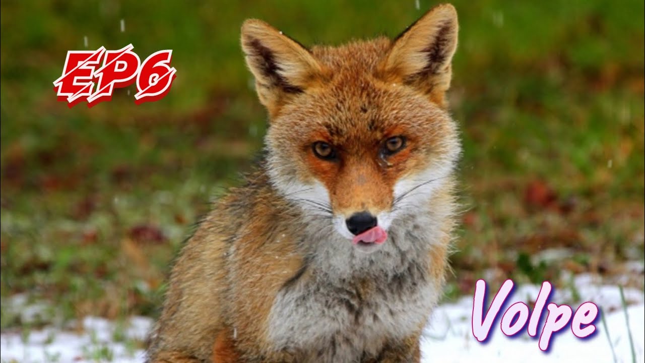 Volpi in Italia, Pillole di zoologia Ep6 - YouTube