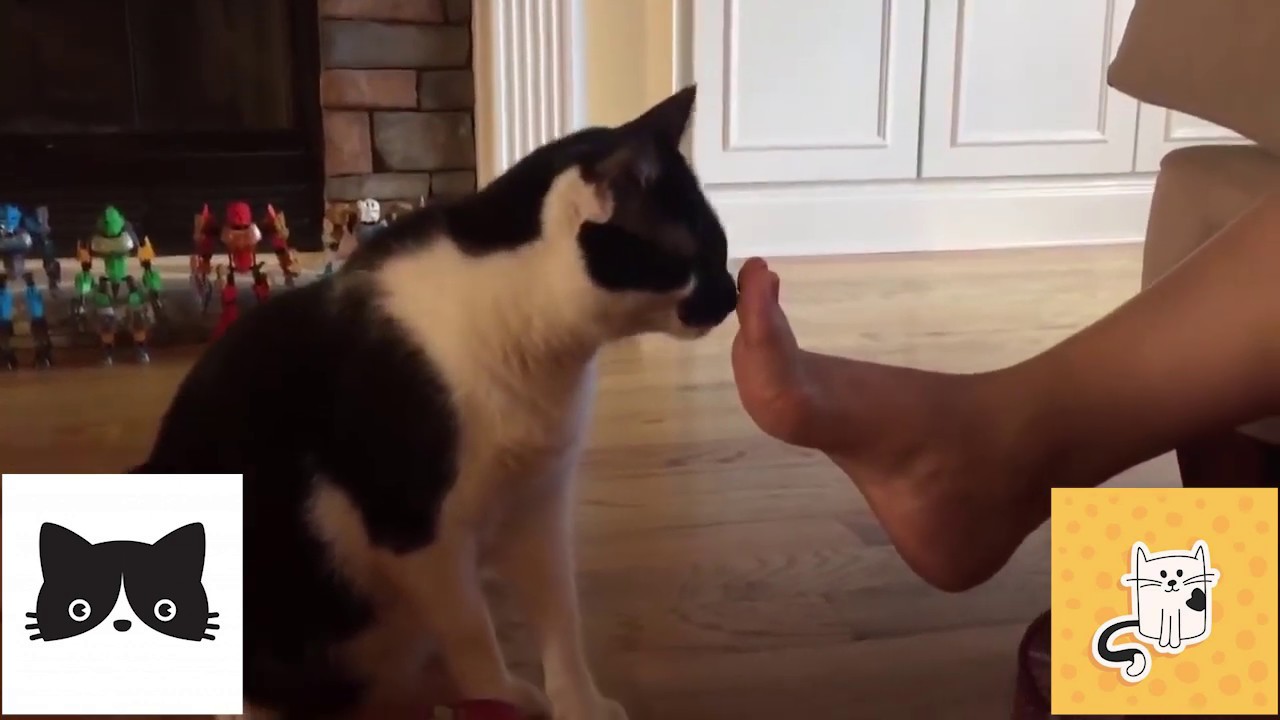 CATS REACTION TO BAD SMELLS (Funny Cat Videos) #1 - YouTube