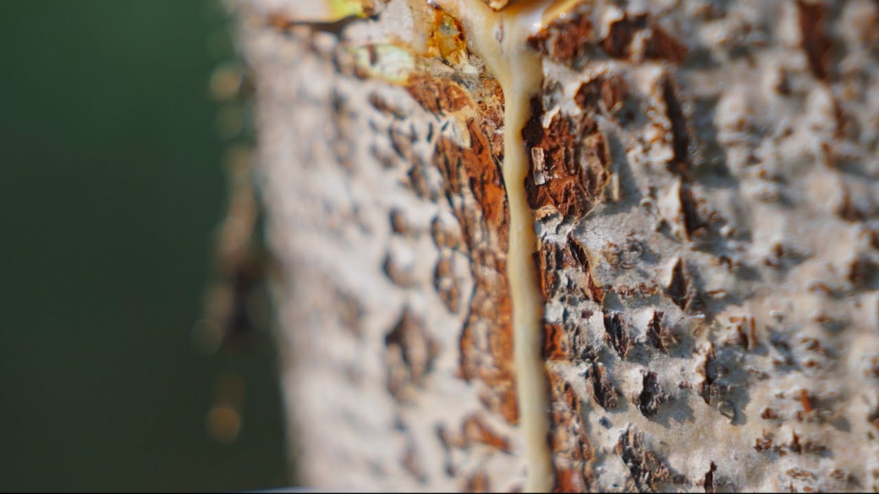 Lacquer harvesting: The origin and craftsmanship of lacquer art - YouTube