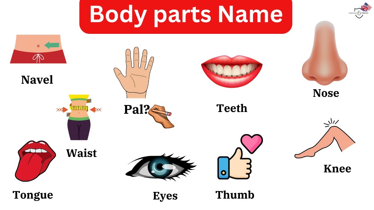 36 Body parts in English | Daily English vocabulary with picture + real ...
