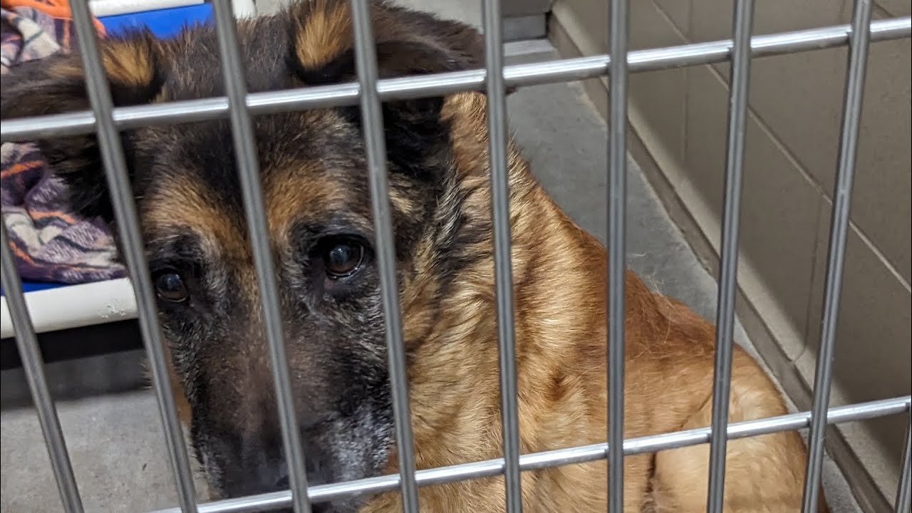 LOST & STRAY DOGS PICKED UP IN SPOKANE WASHINGTON. ON VIDEO AS OF 10/28 ...