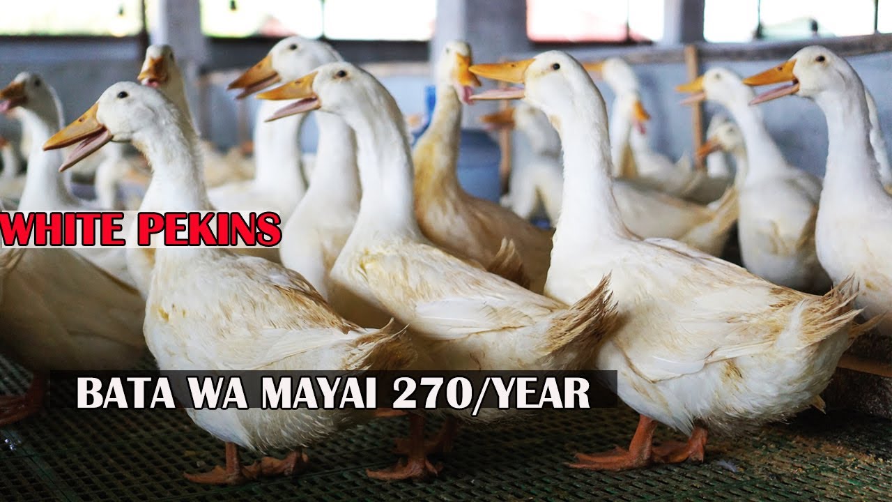 UFUGAJI WA BATA WA KISASA:|Bata maji aina ya white pekins| - YouTube