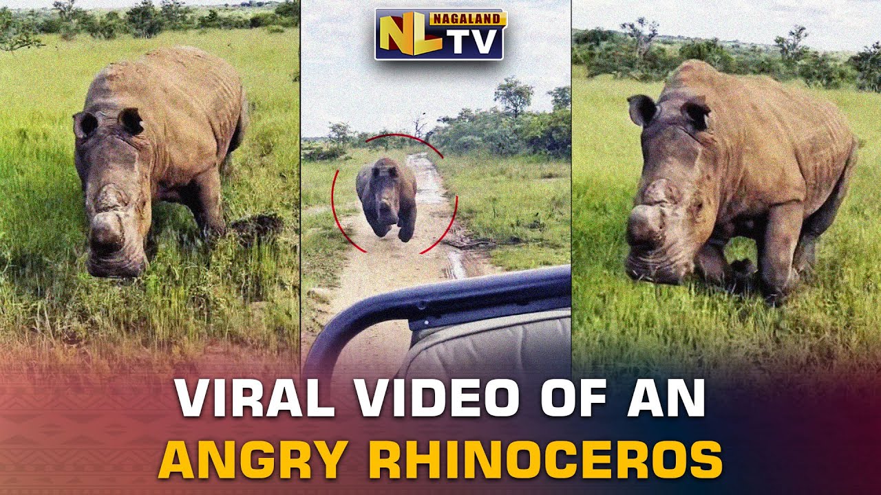 VIRAL VIDEO OF RHINO CHASING SAFARI JEEP IN KRUGER NAT’L PARK GOES VIRAL - YouTube