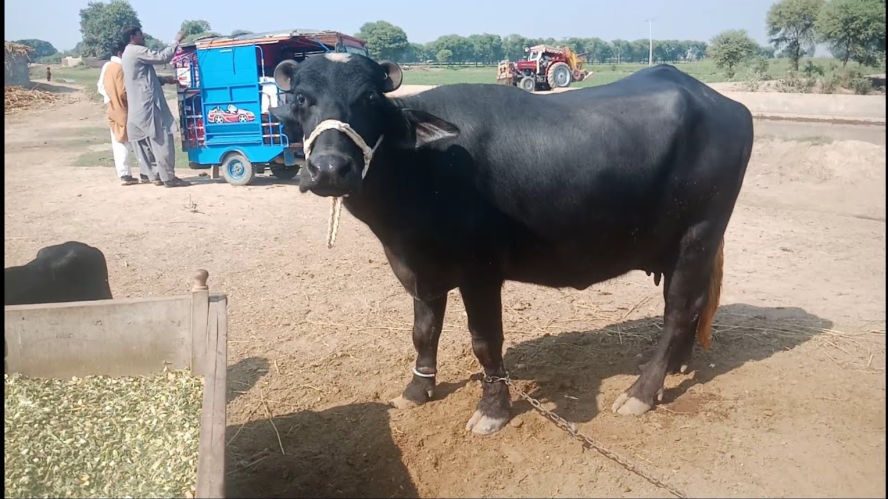 Beautiful Neeli Ravi Buffalo For Sale In Punjab Pakistan on YouTube ...