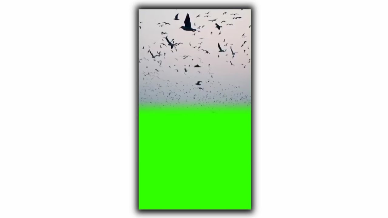 Bird flying Template video background | Green screen | Kinemaster ...