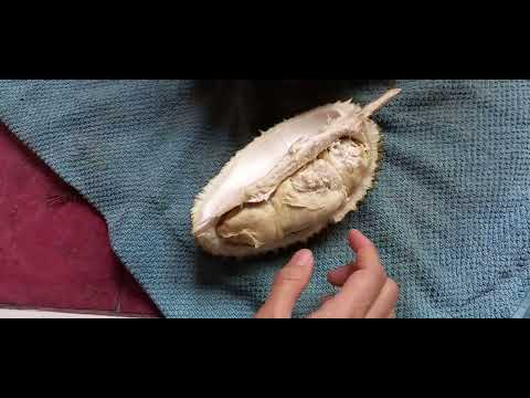 wow, durian daging banyak. dan montok