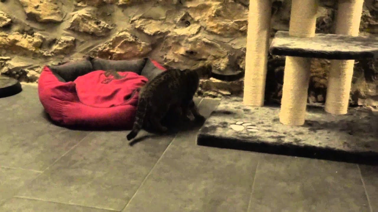 Chatons Party Games 6/8 - YouTube