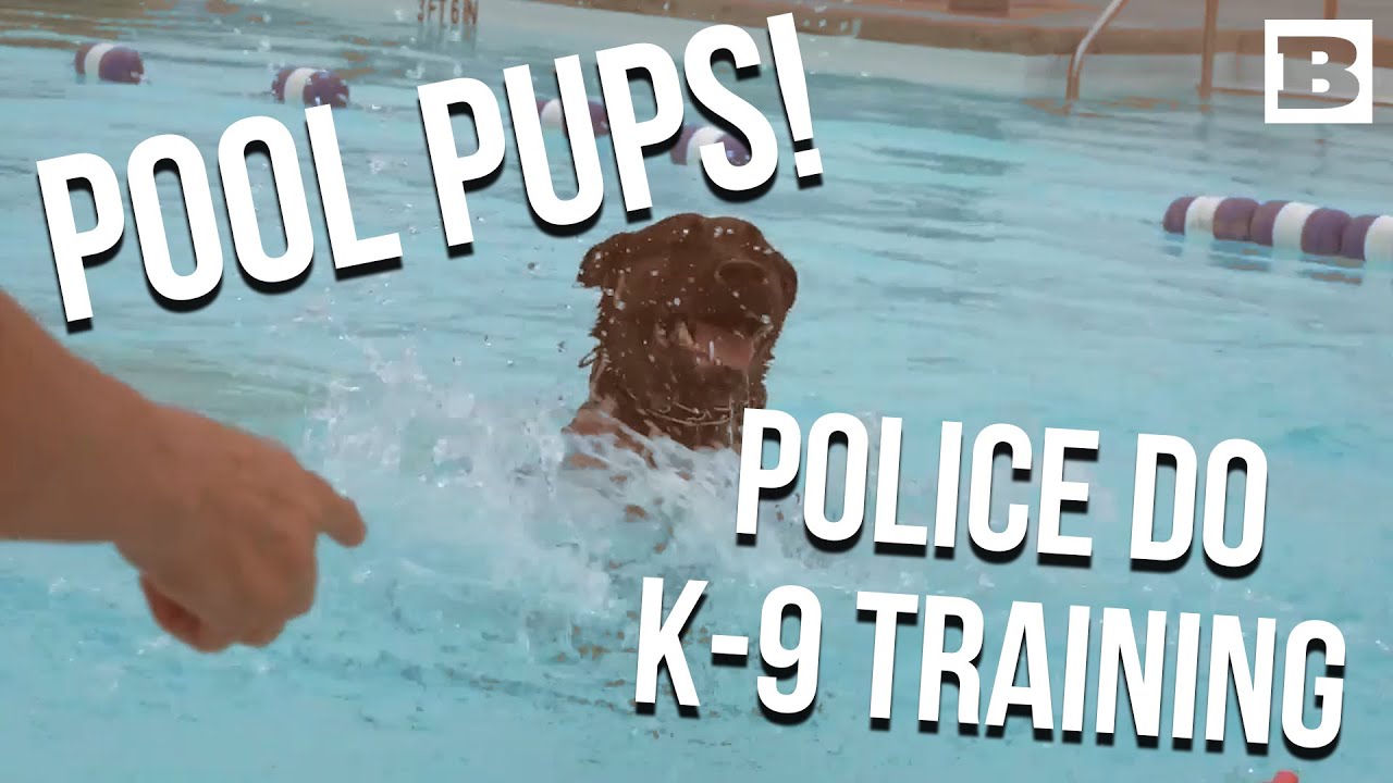 POLICE POOL PUPPERS! Department Conducts K-9 Water Training - YouTube