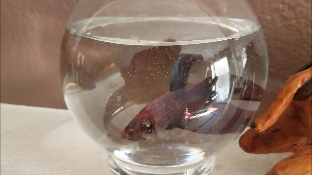 Train Your Fish- Classical Conditioning - YouTube