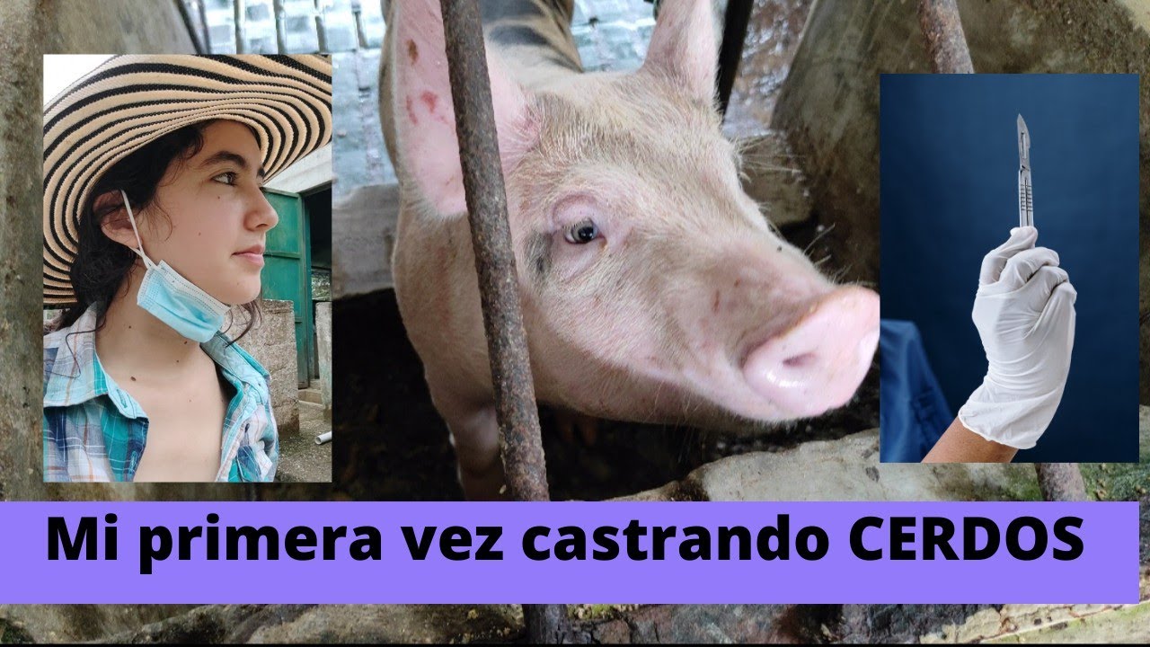 MI PRIMERA VEZ CASTRANDO CERDOS🐷| ESTUDIANDO INGENIERÍA AGROPECUARIA ...
