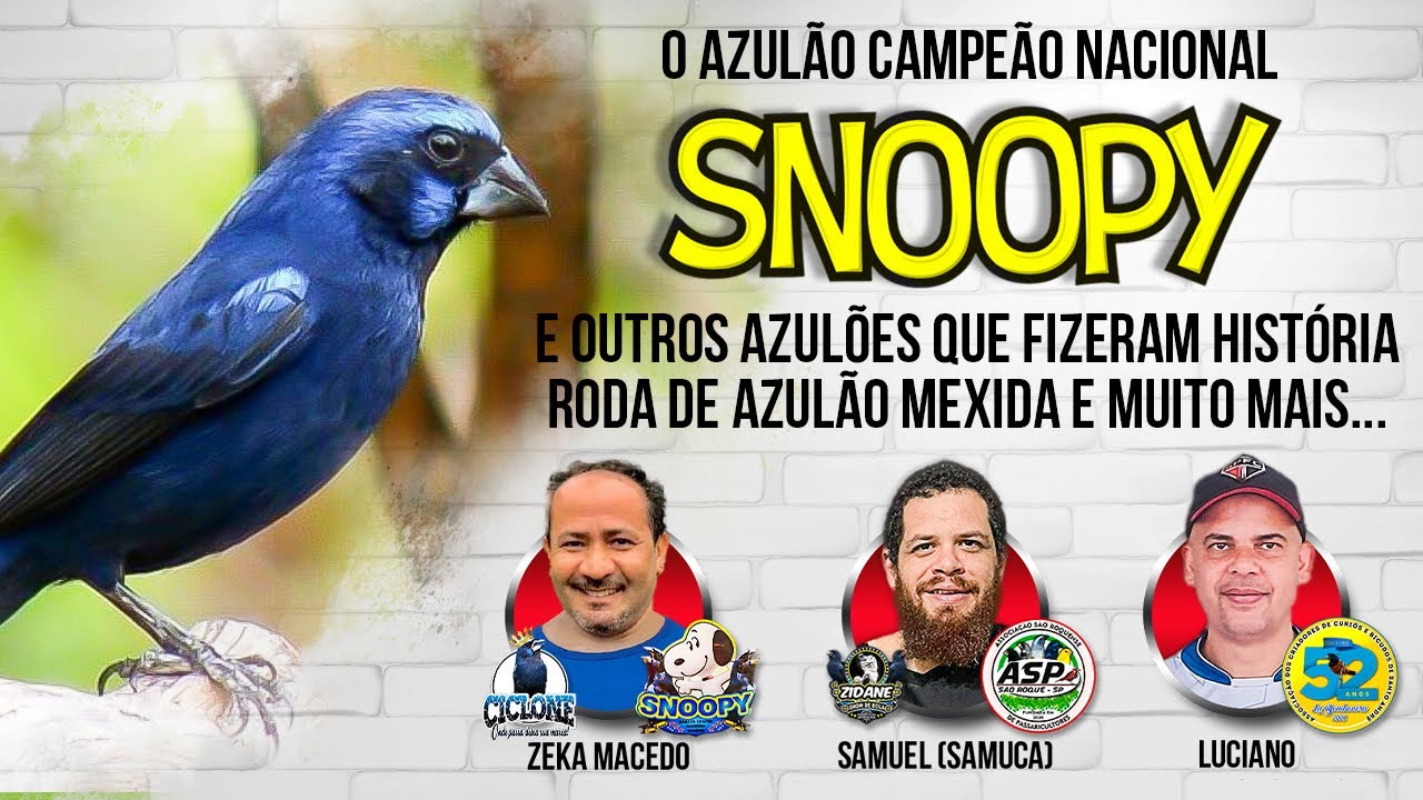#SeLigaTchê - O Azulão Campeão Nacional Snoopy e outros que fizeram ...