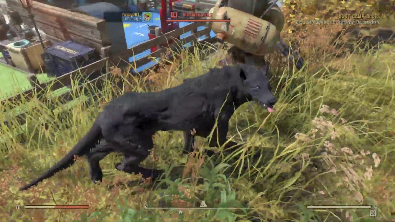 Fallout 76 schwarzer Wolf als Haustier - YouTube