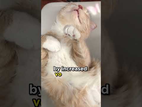 When a Cat is in Heat #cats