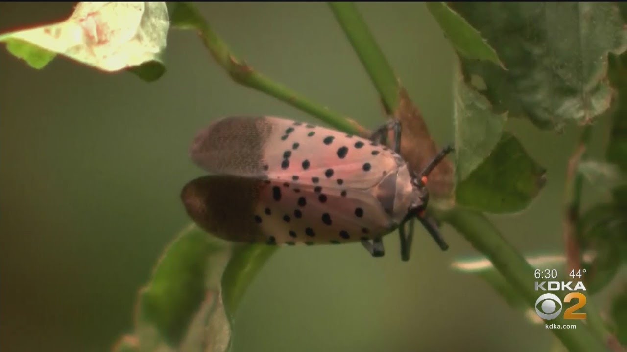Spotted Lanternfly Back In Pennsylvania - YouTube