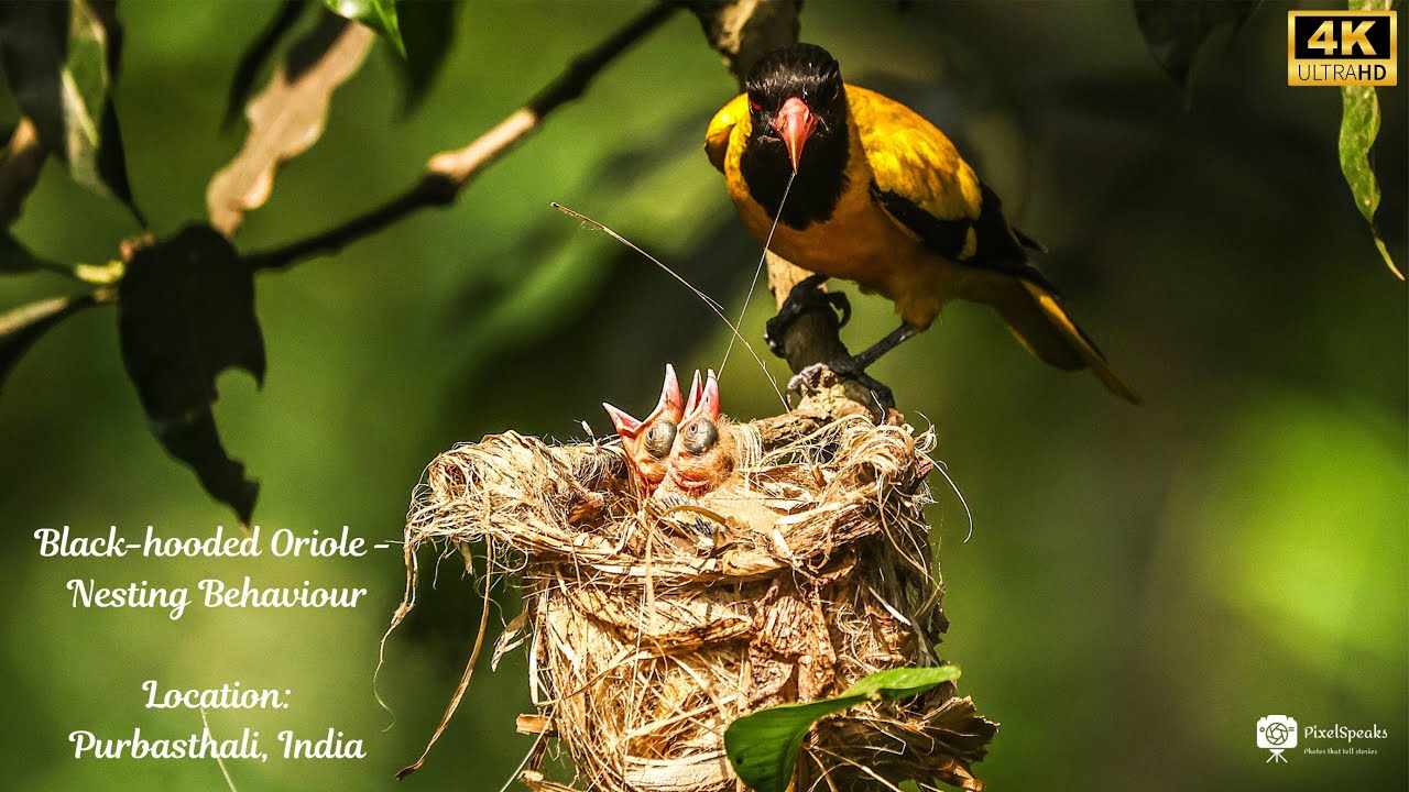 Black-Hooded Oriole Nesting Behavior | Feeding Chicks in Purbasthali ...
