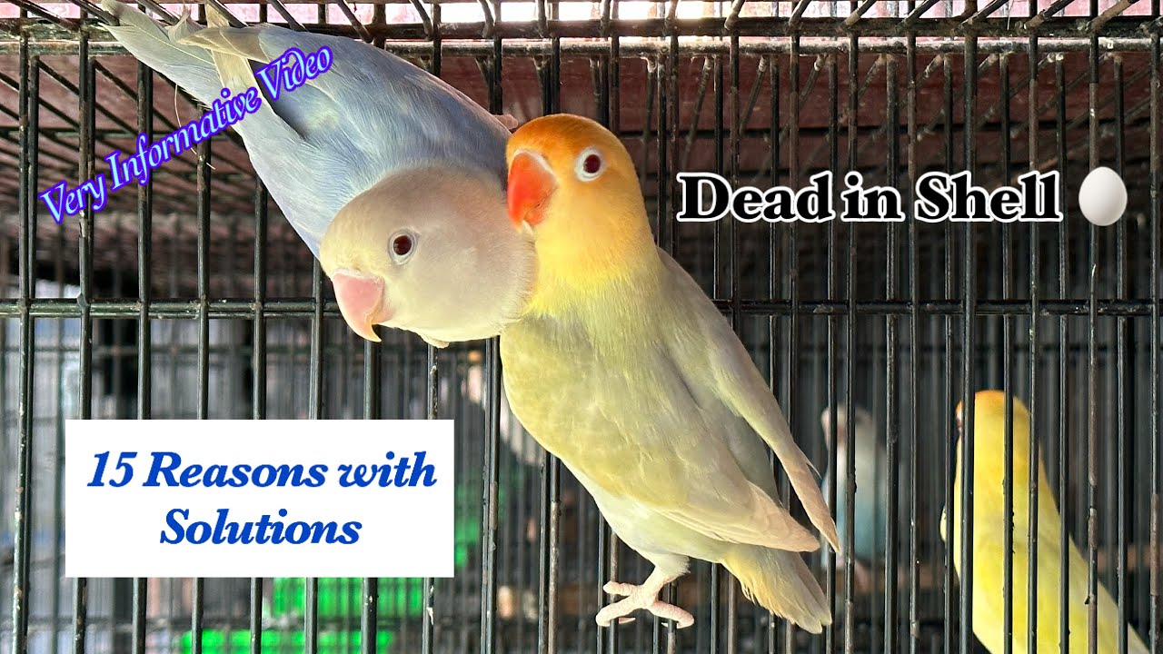 15 Reasons of Dead in Shell & Solutions || Lovebird’s Tips - YouTube