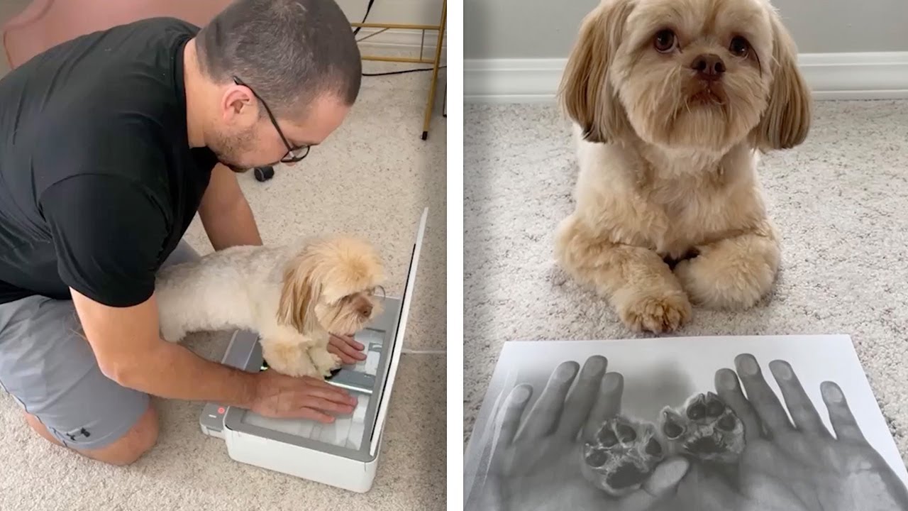 Owner Photocopies Dogs Paws In Adorable Video - YouTube