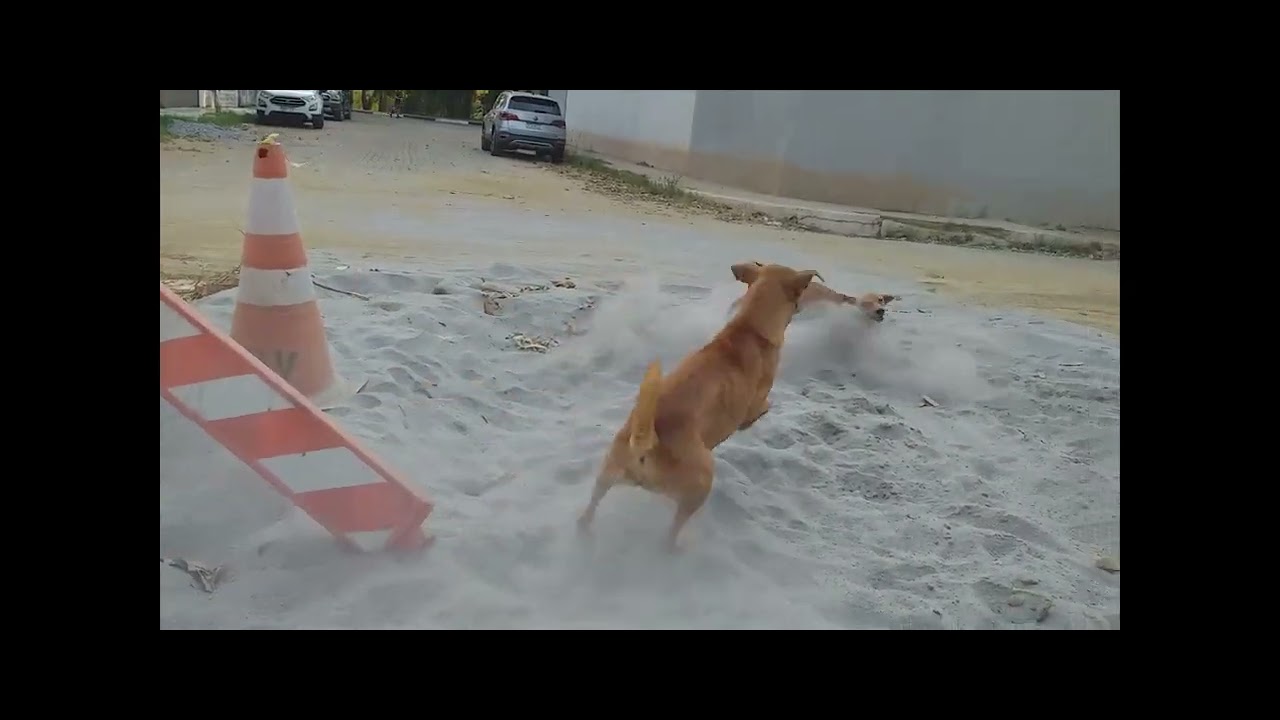 Street Dogs of Brazil random 4k clip 16 - YouTube